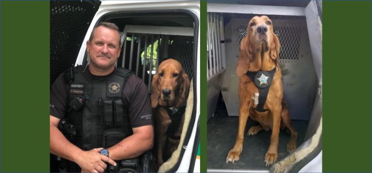 10-week-old ‘Willow’ joins Indian River Co. Sheriff’s Office as newest ...