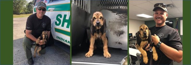 10-week-old ‘Willow’ joins Indian River Co. Sheriff’s Office as newest ...