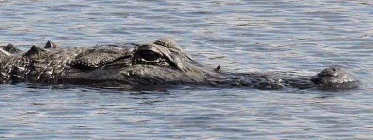 Woman killed in South Carolina alligator attack – Ace News Today